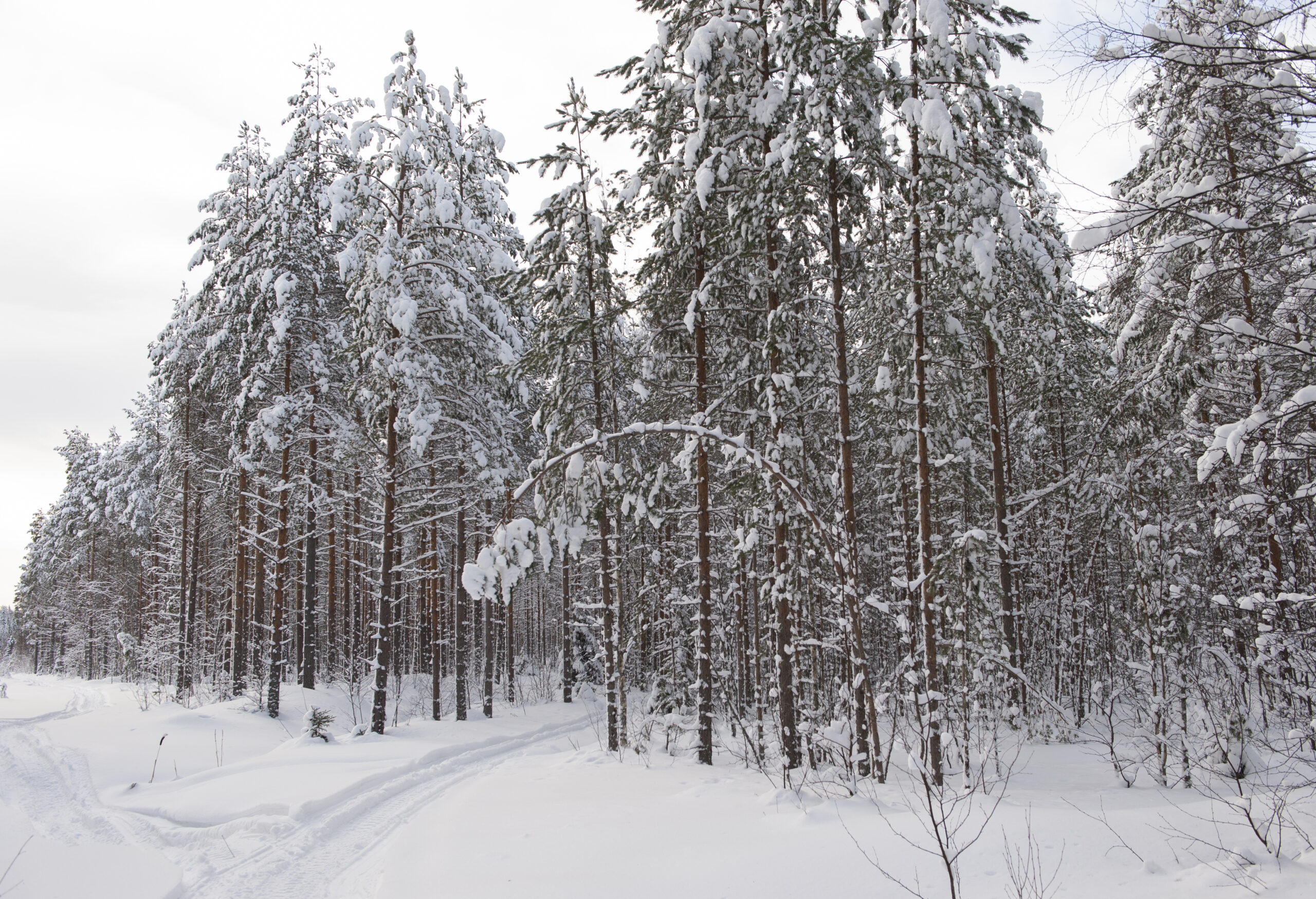 Welcome to IRN Cold Forests Conference on October 6-8, 2022 - UNITE ...